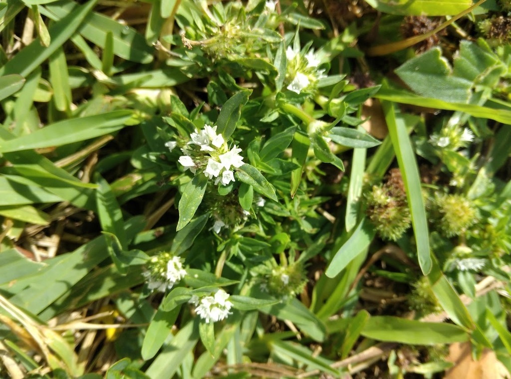 shrubby false buttonweed from Margate, FL, USA on April 29, 2022 at 02: ...