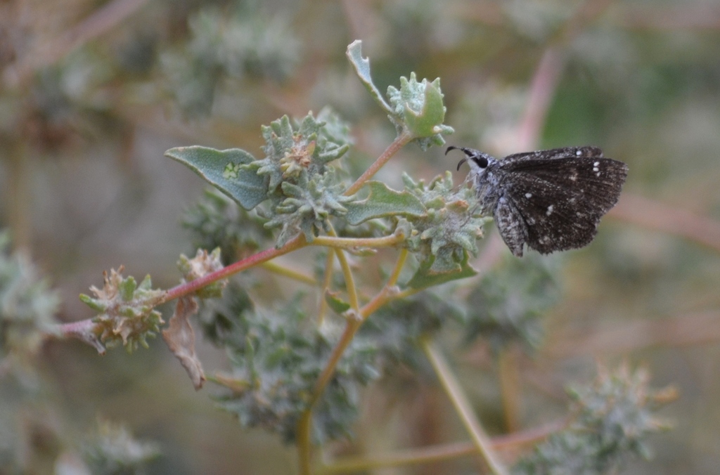 Saltbush Sootywing (Butterflies / Moths of Highline Lake State Park ...