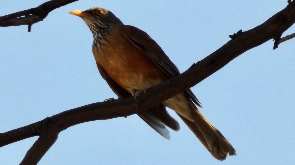 Rufous-backed Robin from Bosque El Centinela, Zapopan, JAL, MX on April ...