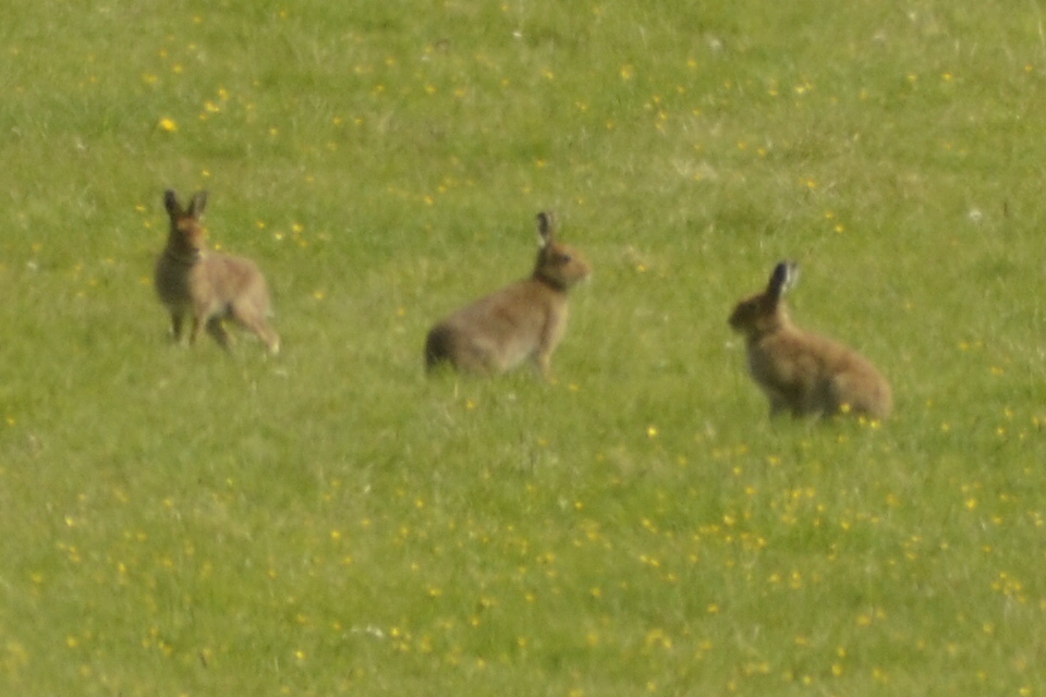Irish Mountain Hare from Causeway Coast and Glens, UK on April 18, 2022 ...