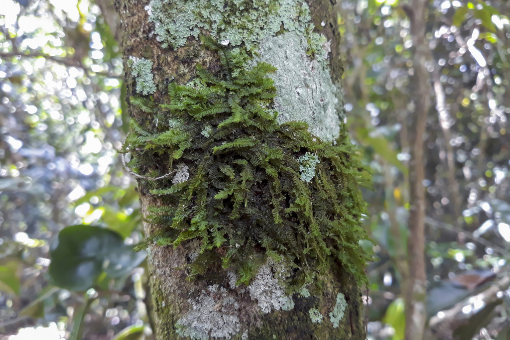 Leafy liverworts from João Neiva - ES, Brasil on February 10, 2019 at ...