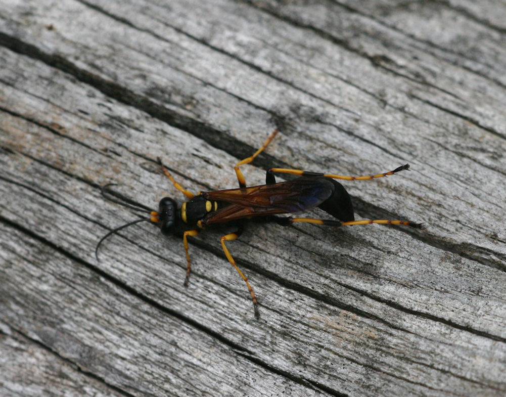 Yellow-legged Mud-dauber Wasp in May 2020 by hr_dragonfly · iNaturalist