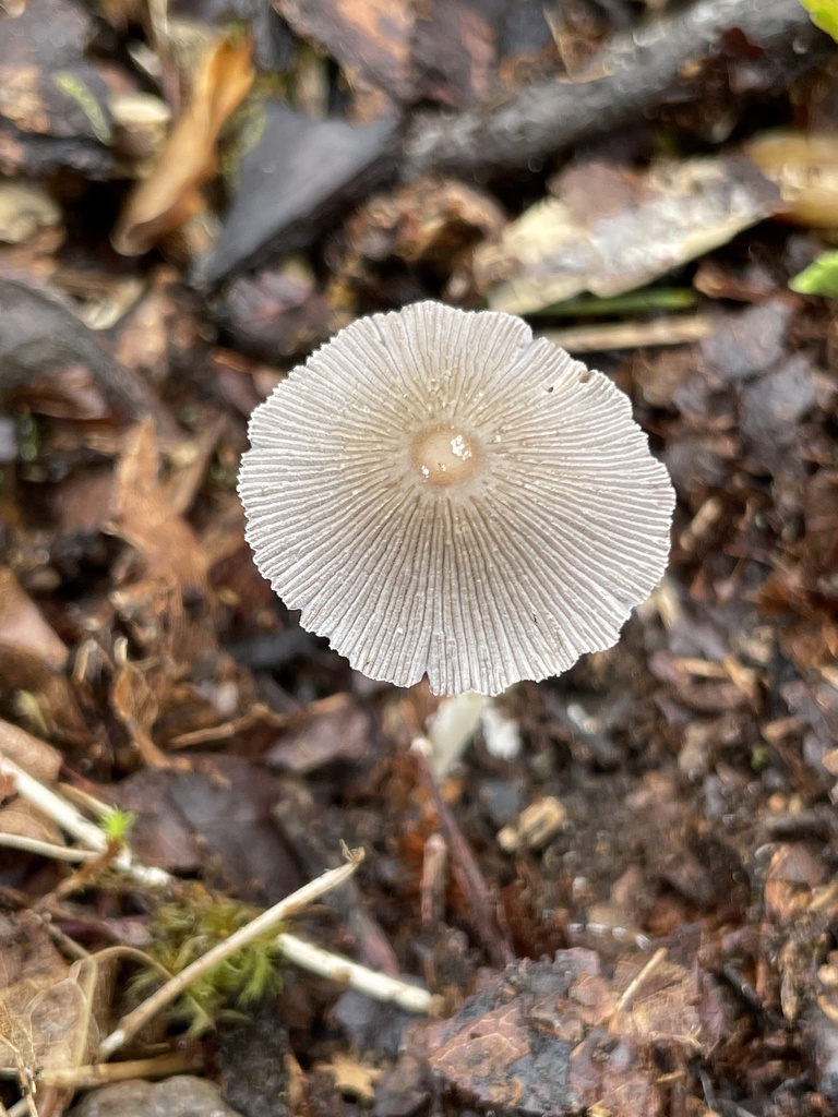 Coprinellus radians from Lakemont Blvd SE, Bellevue, WA, US on April 29 ...