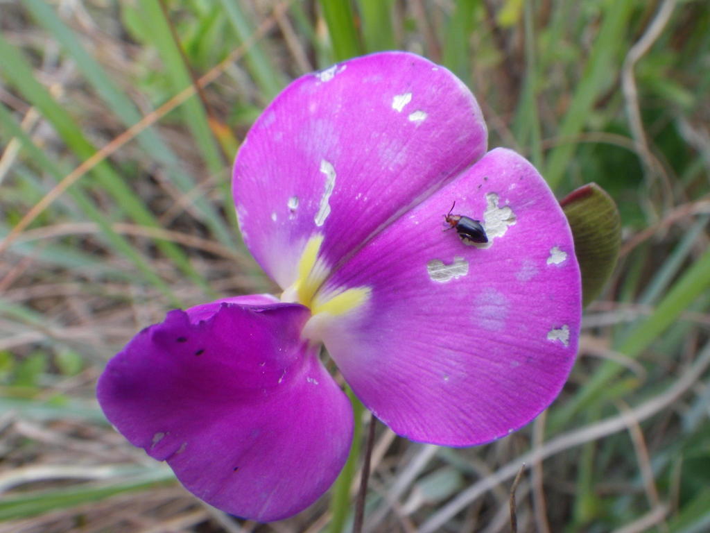 Vigna from UmPhafa Private Nature Reserve: Open grassland savannah ...