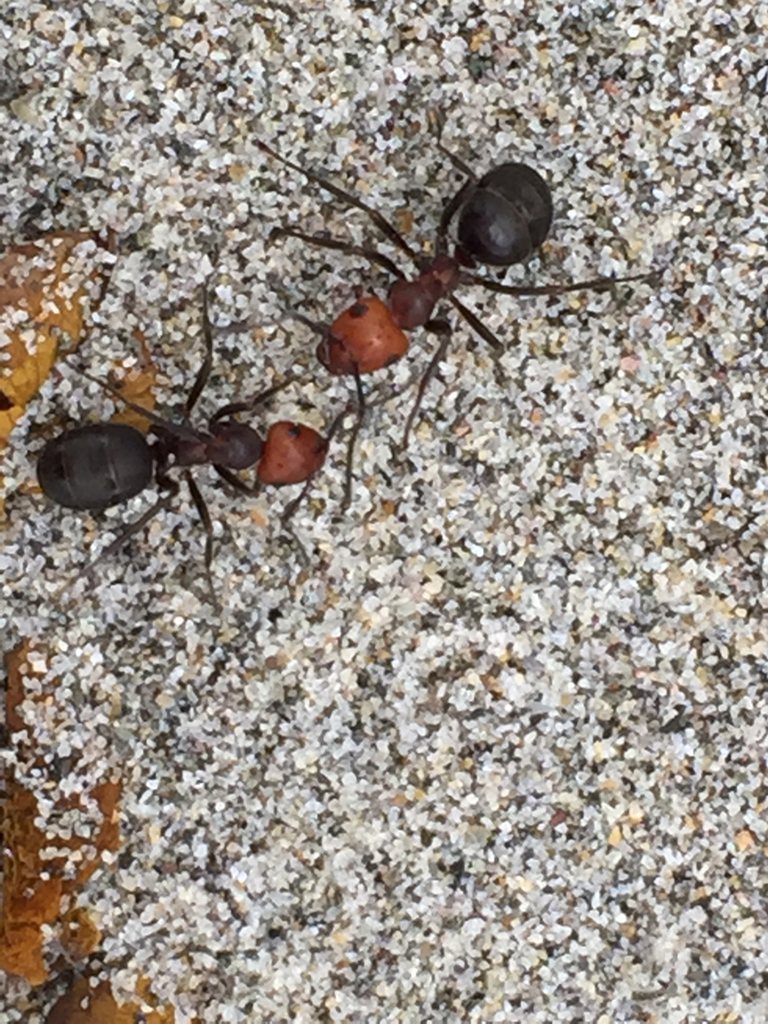 Western Thatching Ant (Wildlife Champions: Oak Tree Park ...