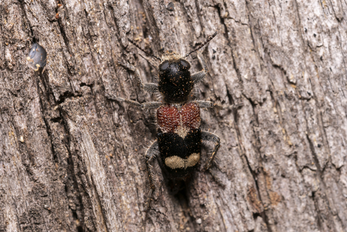 Clerus mutillaroides · iNaturalist