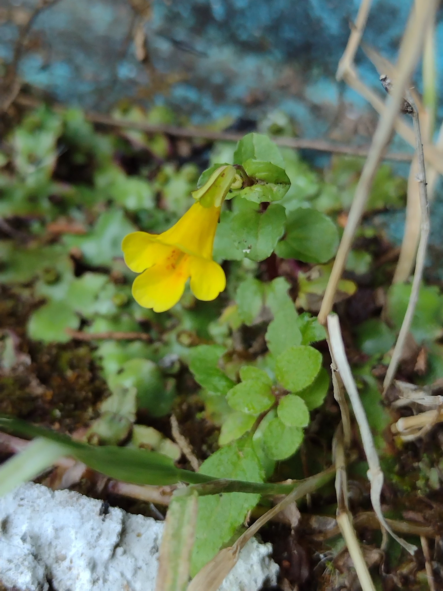Erythranthe glabrata (Kunth) G.L.Nesom