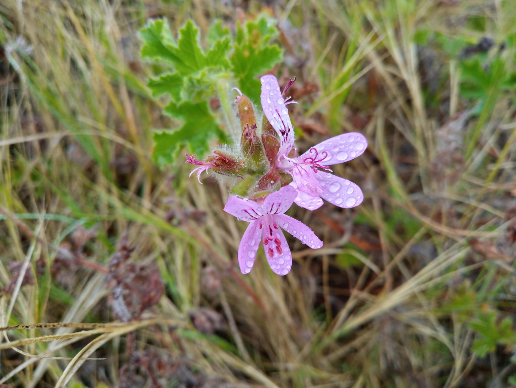 rose-scented geranium from Kenilworth Racecourse, Cape Town, 7708 ...