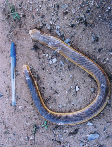 Red Worm Lizard (Amphisbaena alba) - Snakes and Lizards