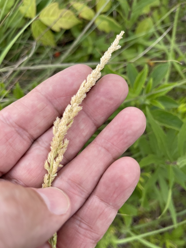 prairie wedge grass from SH-146 N, Texas City, TX, US on April 29, 2022 ...