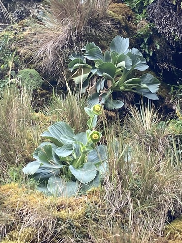 Krapfia macropetala · iNaturalist