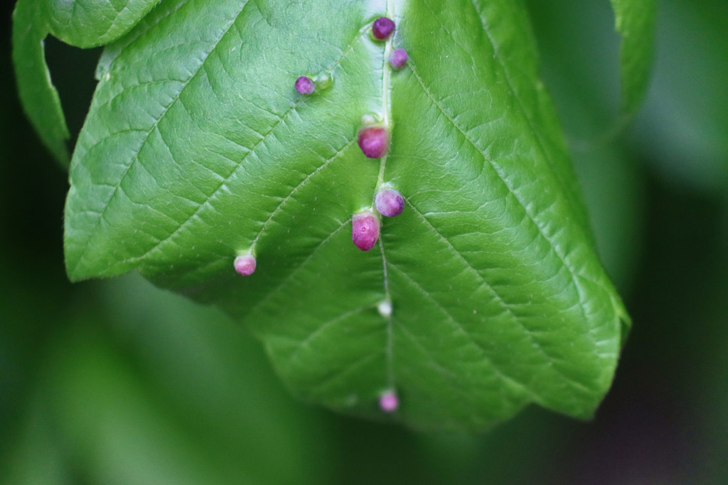 Contarinia from Collin, Texas, United States on April 29, 2022 at 08:05 ...
