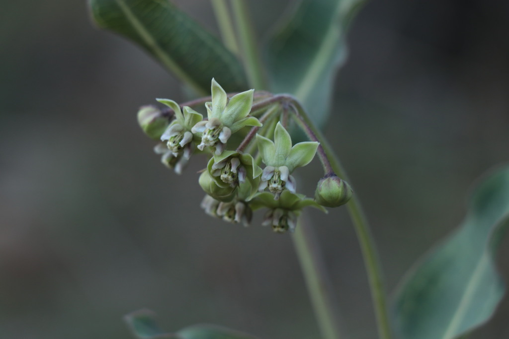 nodding milkweed from Santiago, Nuevo Leon, Mexico on June 3, 2018 at ...