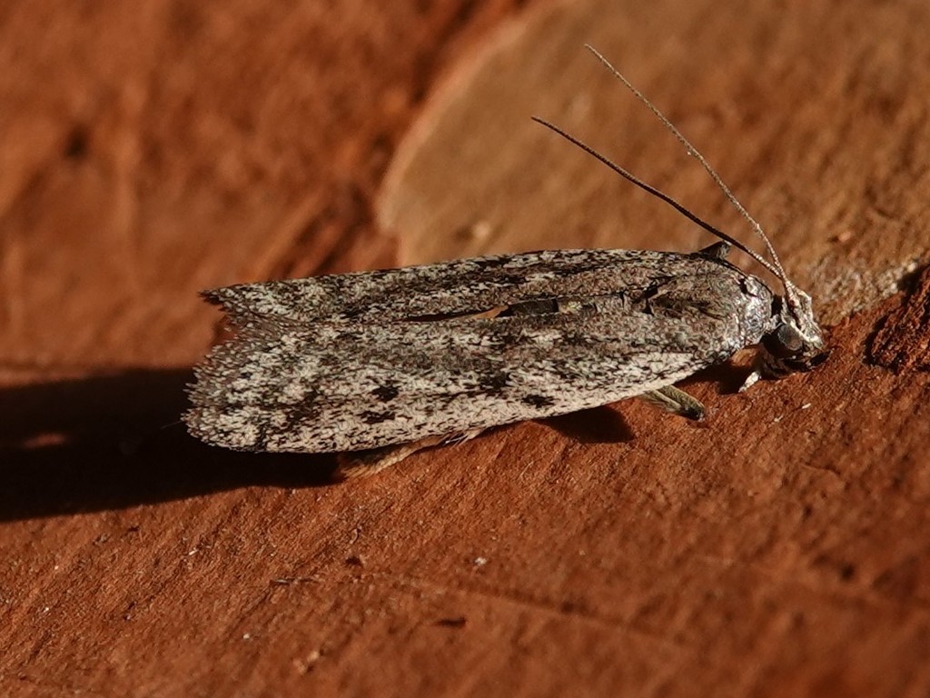 White-edged Phycitodes Moth from Rainy River, CA-ON, CA on August 16 ...