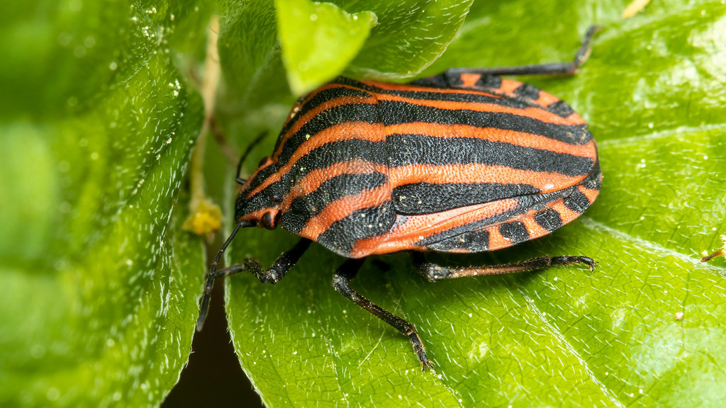 Continental Striped Shield Bug from Währing, Vienna, Austria on April ...
