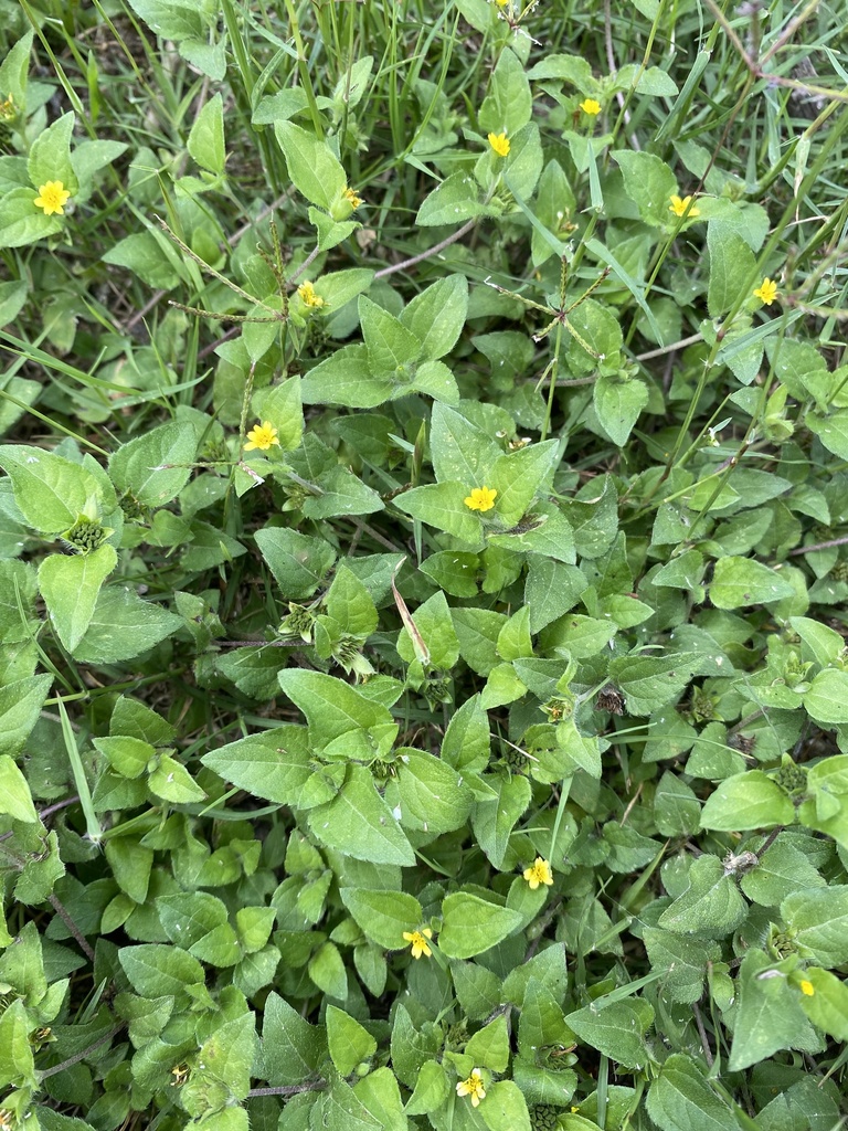 straggler daisy from 1776 Park, Friendswood, TX, US on April 29, 2022 ...