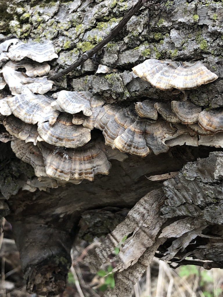 turkey-tail from Spencer Conservation Area, Belvidere, IL, US on April ...