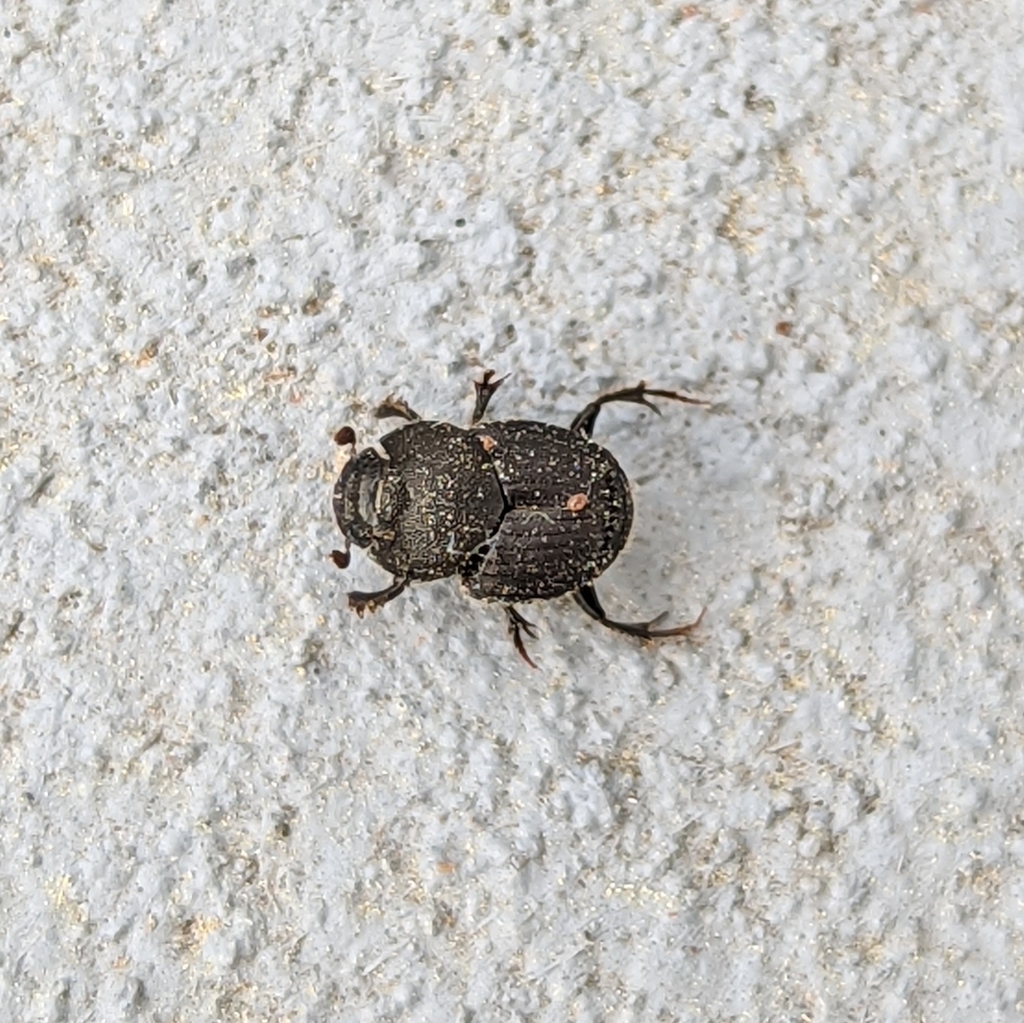 Scooped Scarab in April 2022 by Keegan Tuttle-Wheeler · iNaturalist