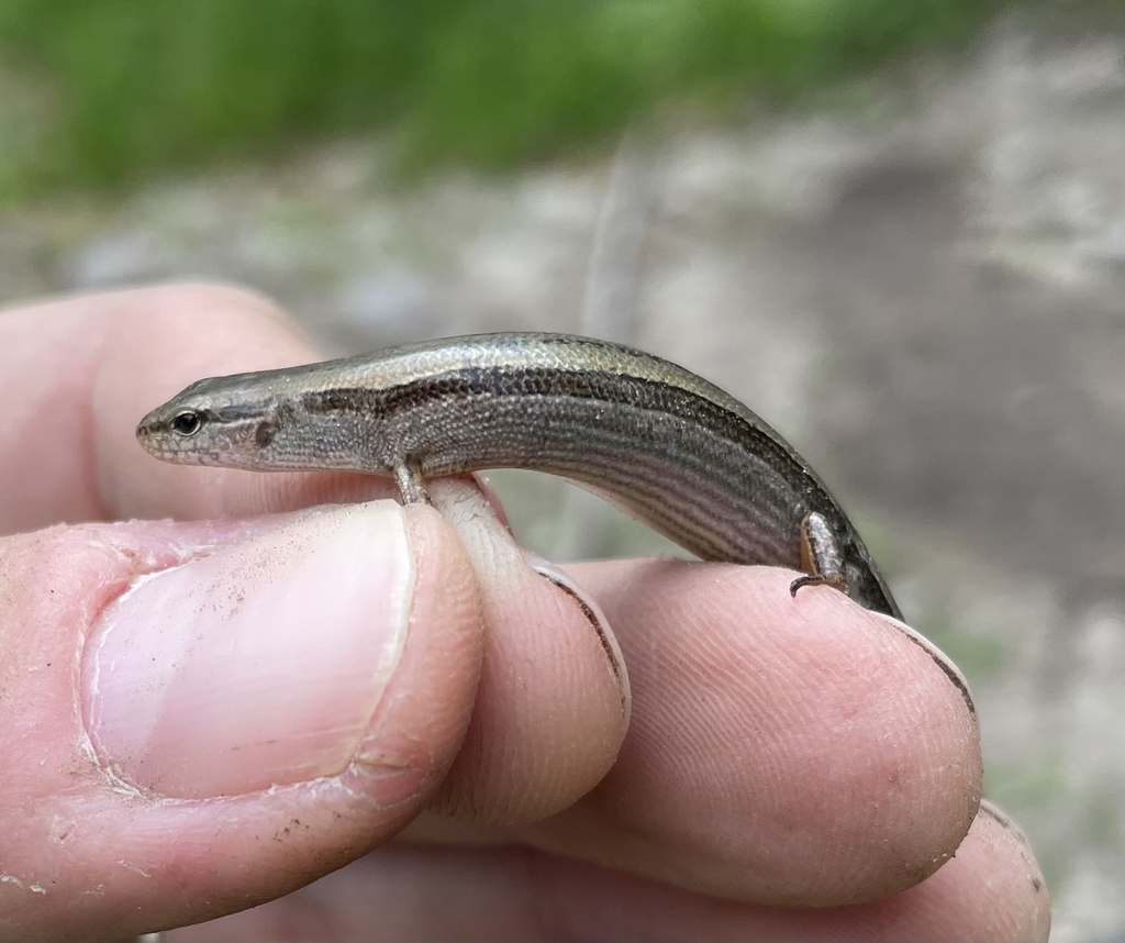 Little Brown Skink from Winnie, TX, US on April 29, 2022 at 03:26 PM by ...