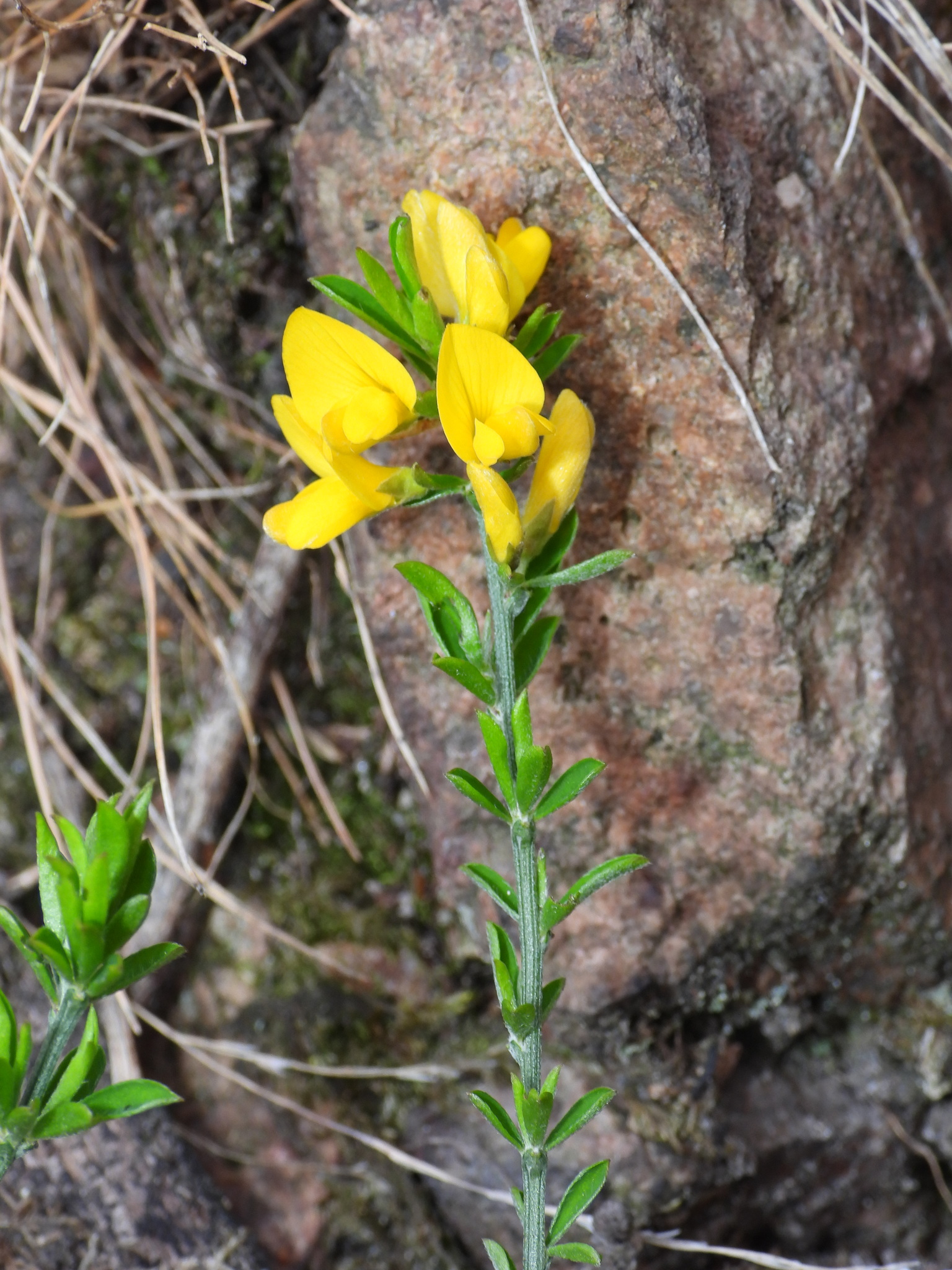 Genista germanica L.