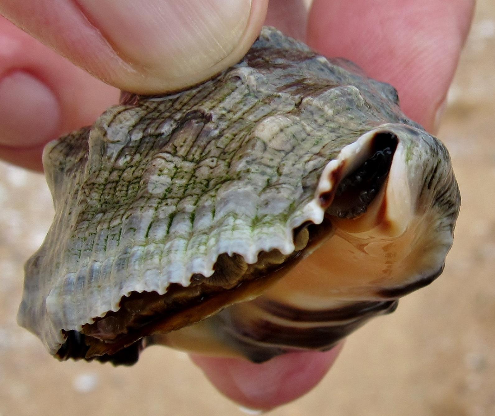 Purpura bufo Lamarck, 1822