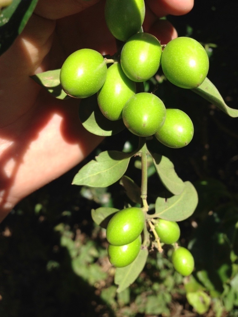 Arrow Poison Tree (Acokanthera schimperi) - Botanical Realm