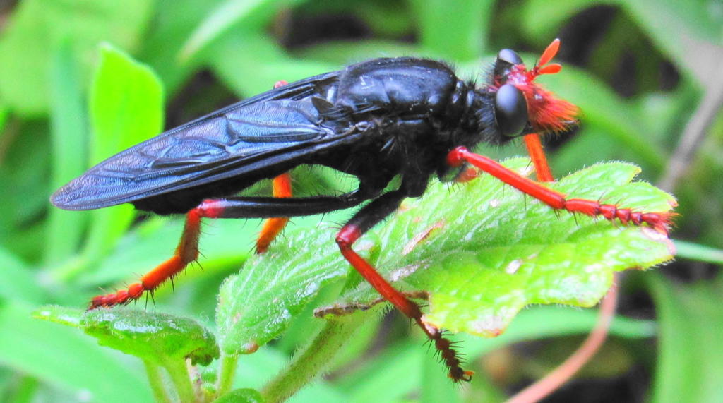 Giant Spider Wasp Robber Fly from 3 Marion Ave, Scottburgh on February ...