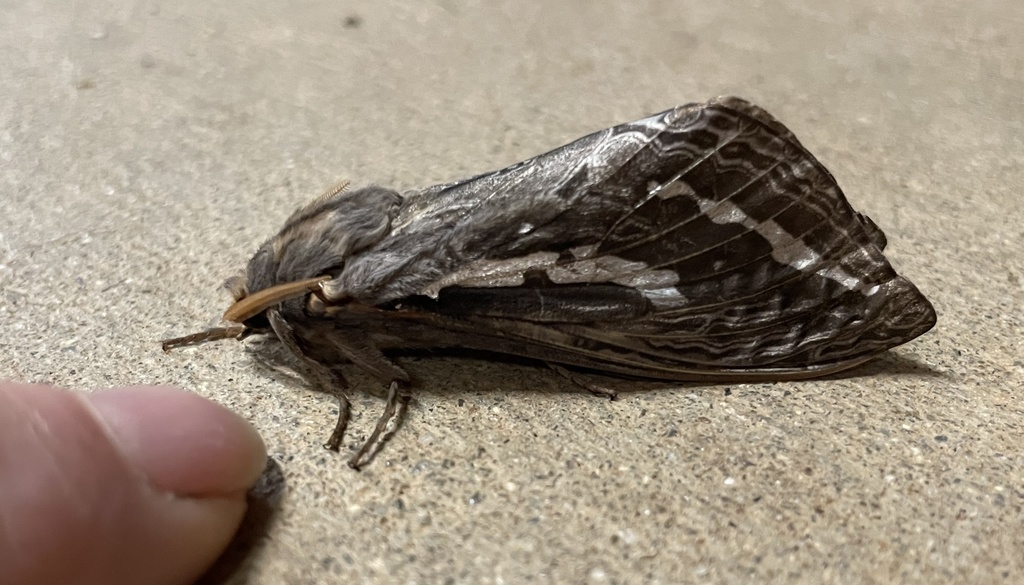 Rain Moth from Monash Dr, Swan Hill, VIC, AU on April 30, 2022 at 06:25 ...