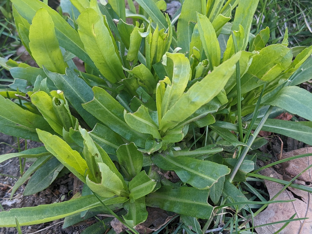 goldenrods from Spring Hill, Somerville, MA, USA on April 29, 2022 at ...