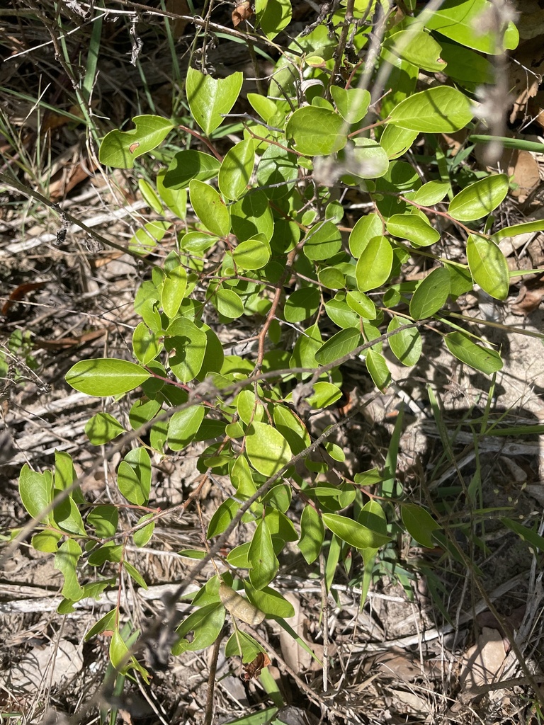 farkleberry from Spring Greek Greenway Trail, Humble, TX, US on April ...