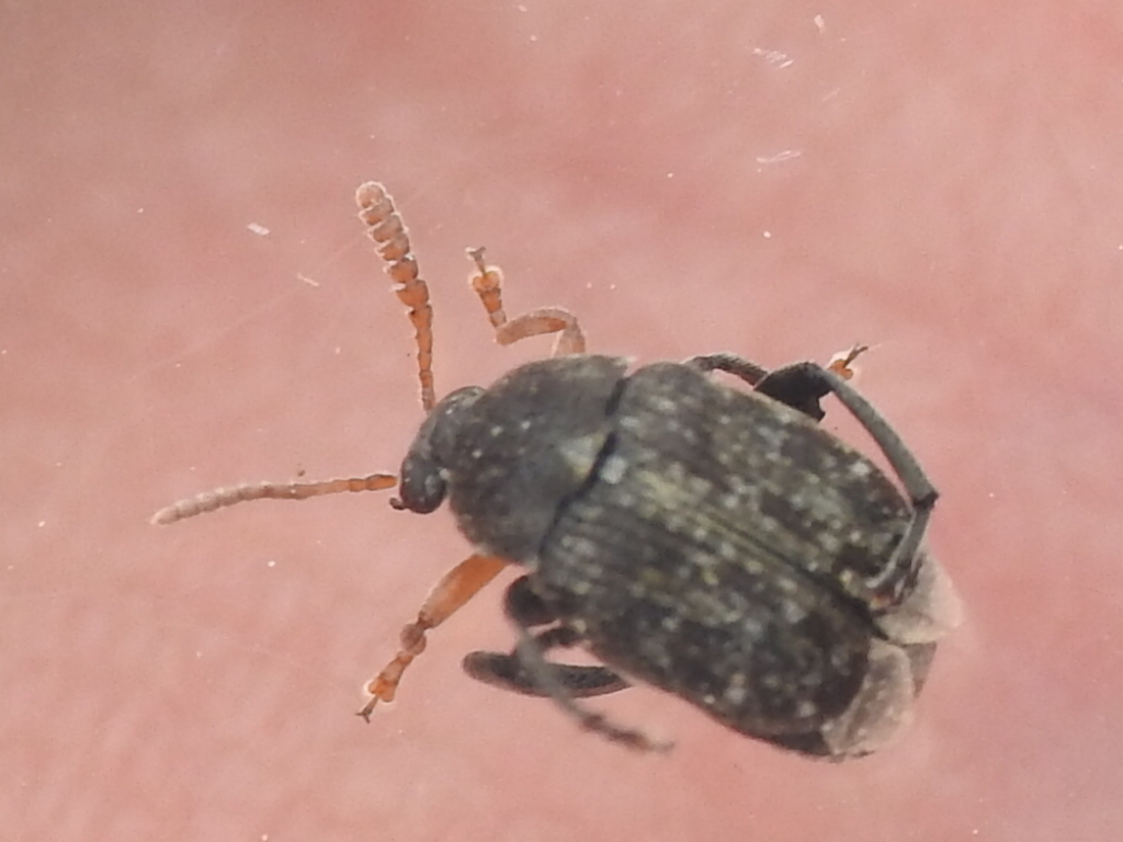 Bruchus brachialis Fåhraeus, 1839