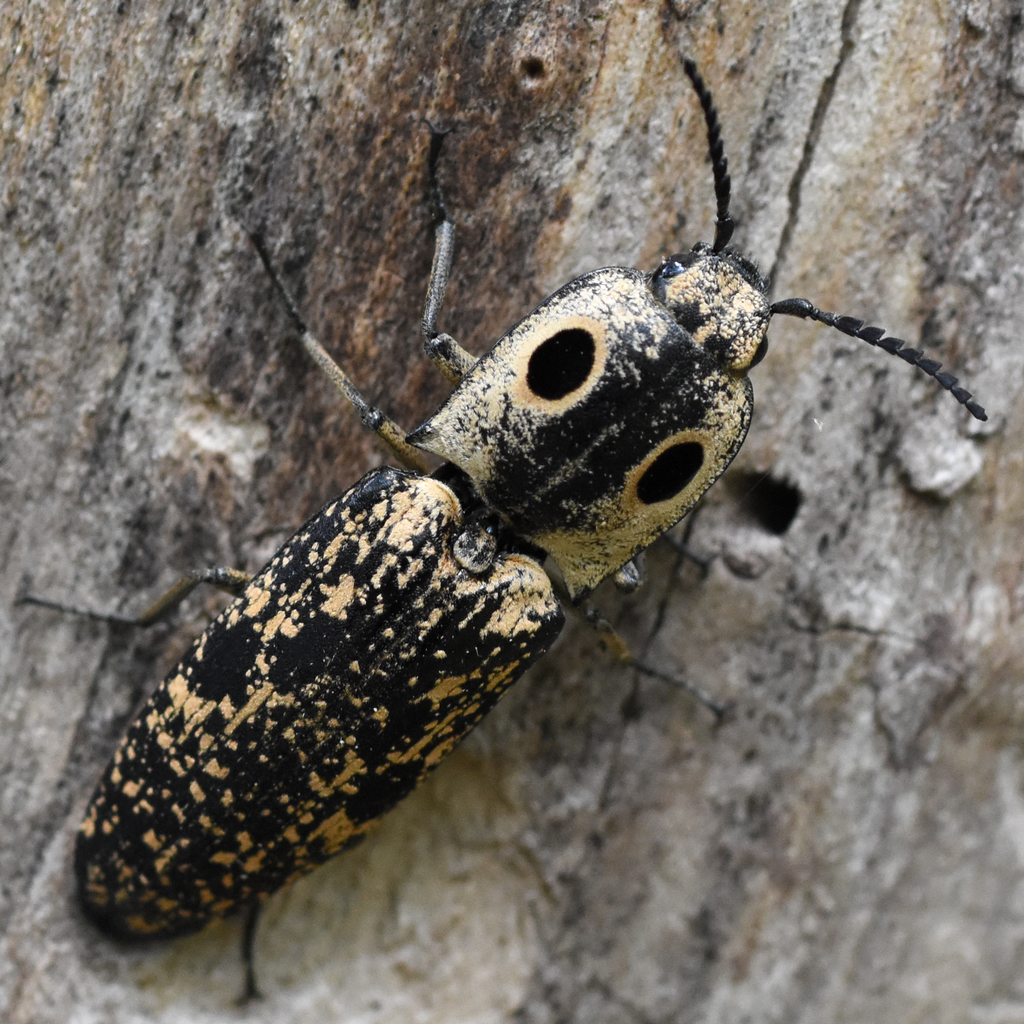 Texas Eyed Click Beetle from League City, TX, USA on April 29, 2022 at ...