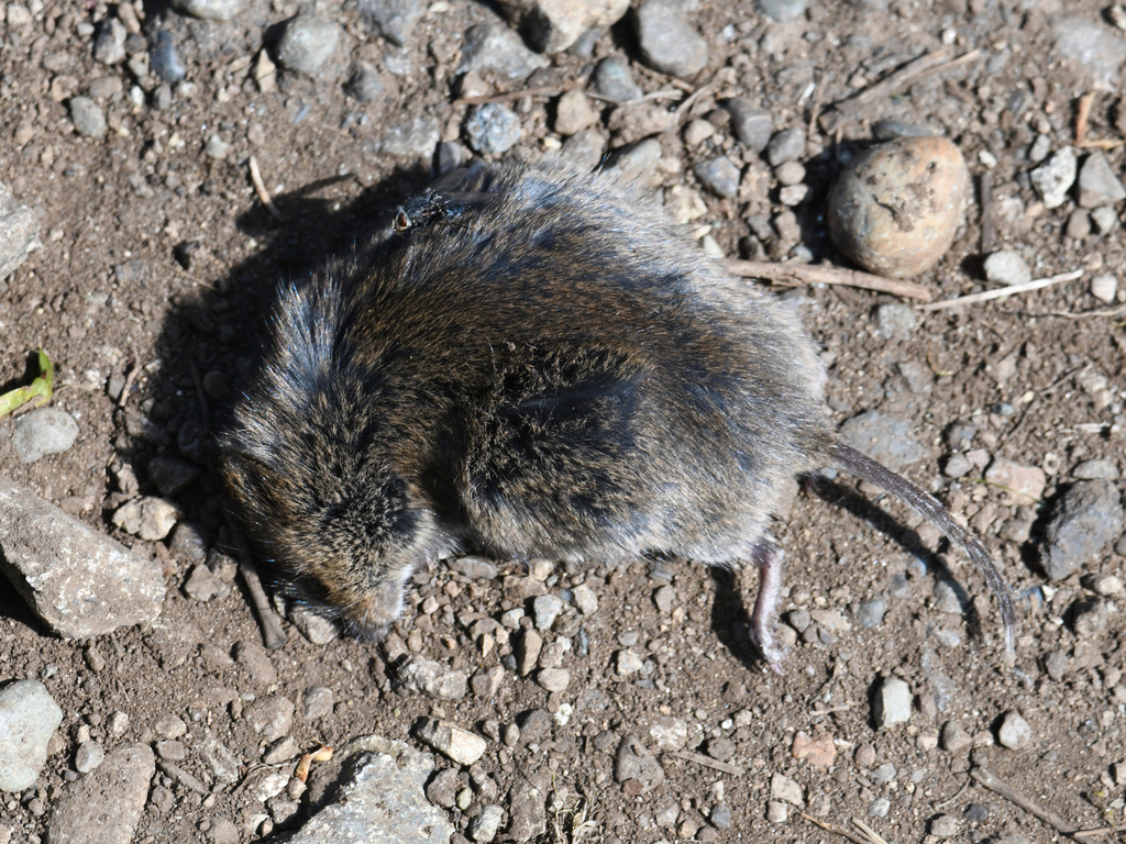 Townsend's Vole from Capital, BC, Canada on April 29, 2022 at 12:58 PM ...