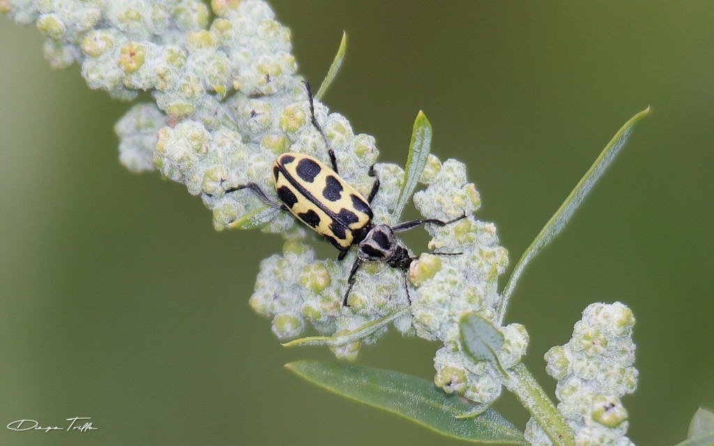 Spotted Maize Beetle from Cabañas Markesto, Capilla del Monte, Córdoba ...