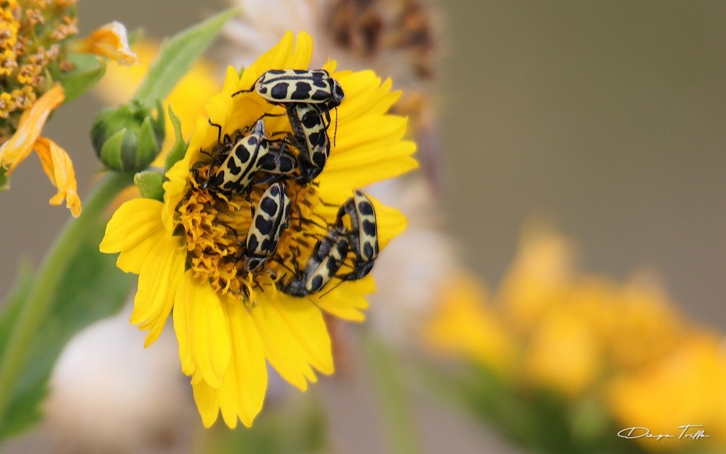 Spotted Maize Beetle from Cabañas Markesto, Capilla del Monte, Córdoba ...