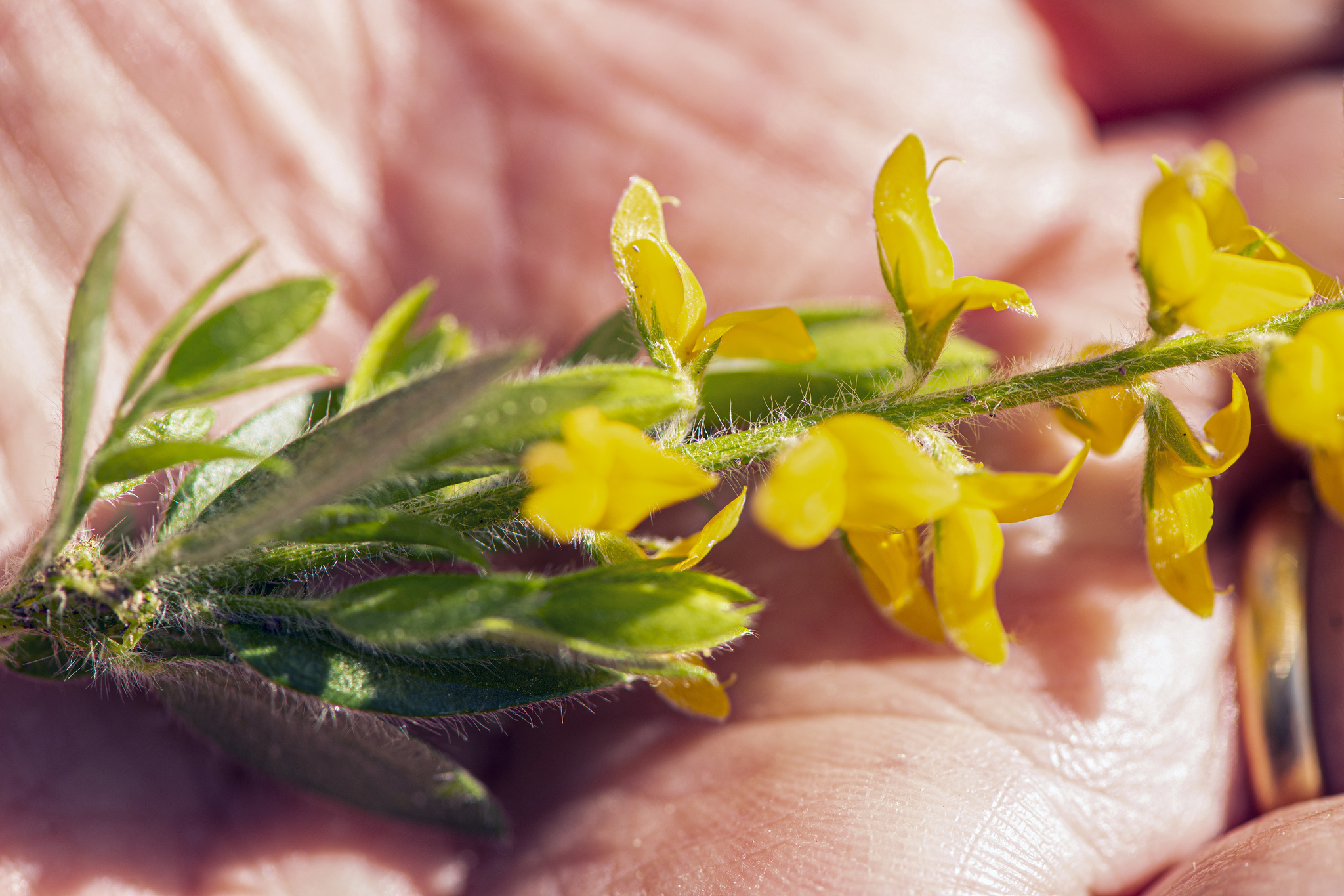 Genista germanica L.