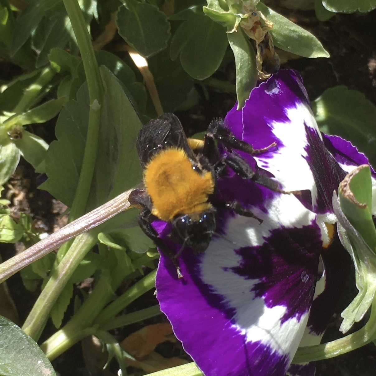 Bombus morrisoni Cresson, 1879