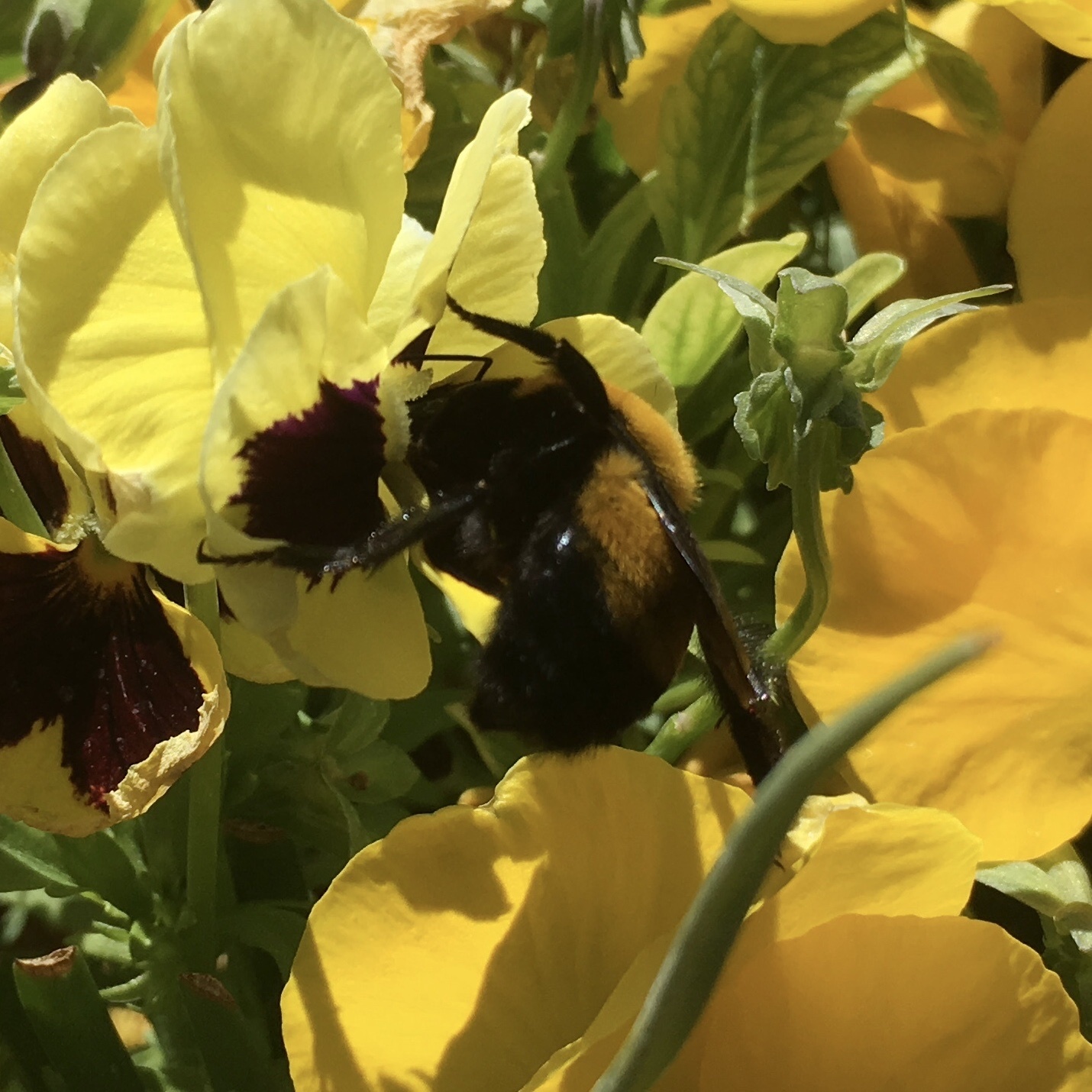 Bombus morrisoni Cresson, 1879