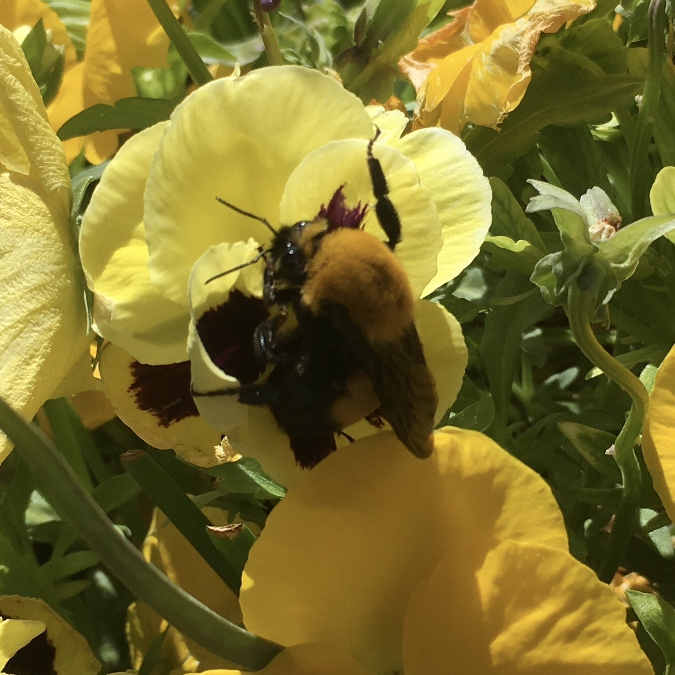 Bombus morrisoni Cresson, 1879
