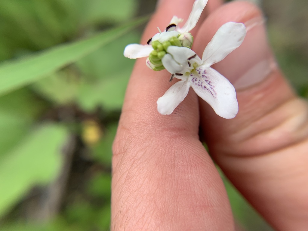 American water-willow from Seagoville, TX, US on April 29, 2022 at 02: ...
