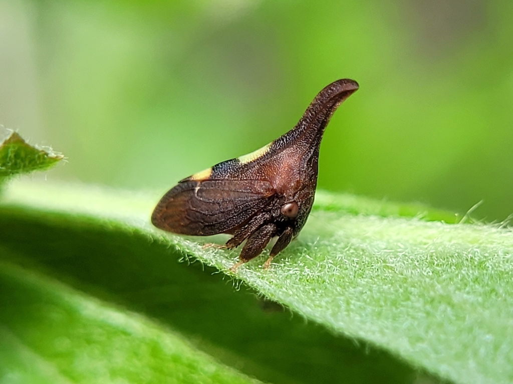 Two-marked Treehopper from Fort Worth, TX 76132, USA on April 29, 2022 ...