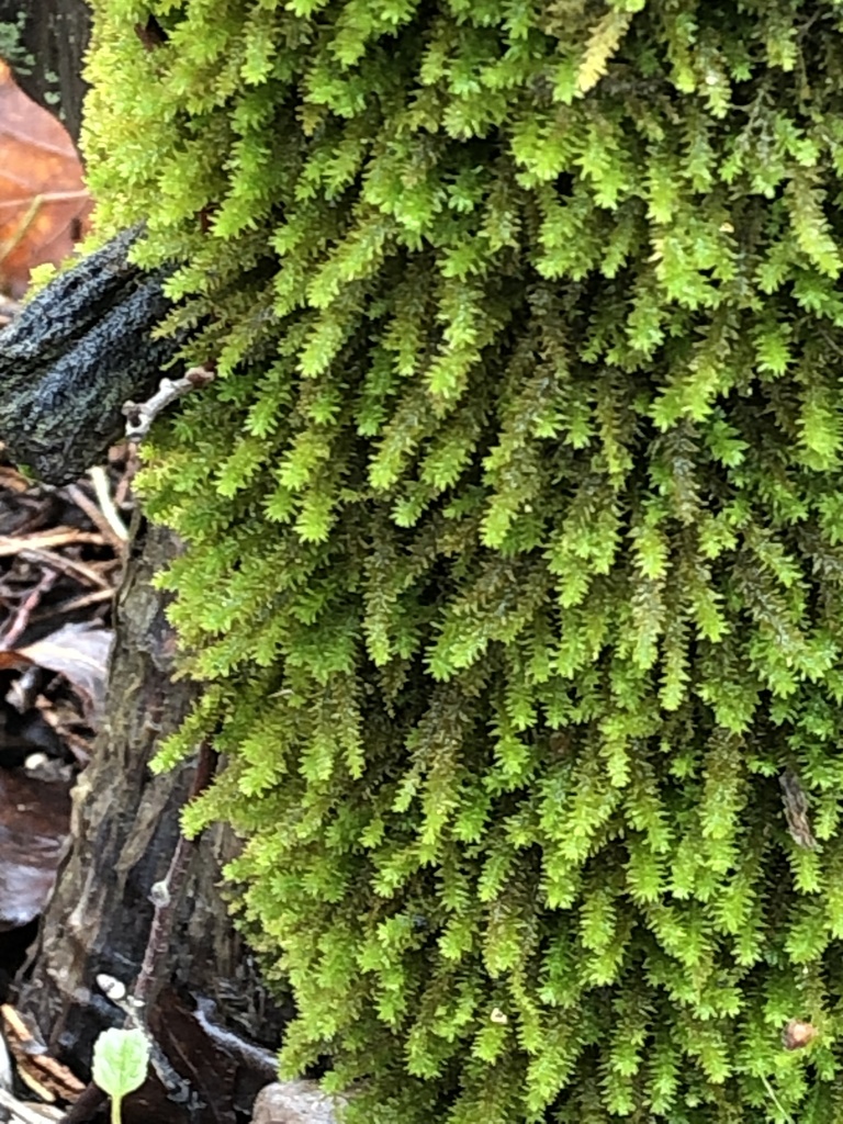 Dwarf Anomodon Moss (Anomodon minor) - Botanical Realm