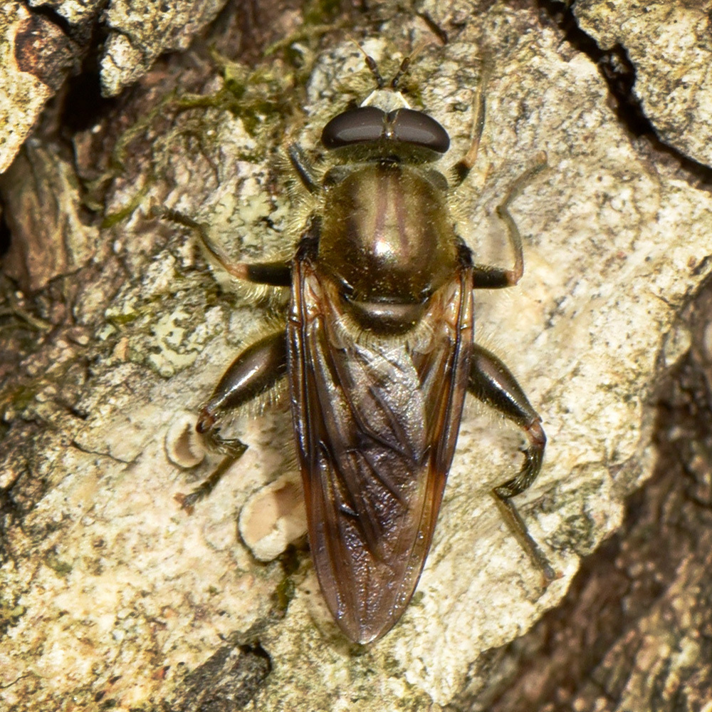 Eastern Catkin Fly from Starke County, IN, USA on April 29, 2022 at 03: ...
