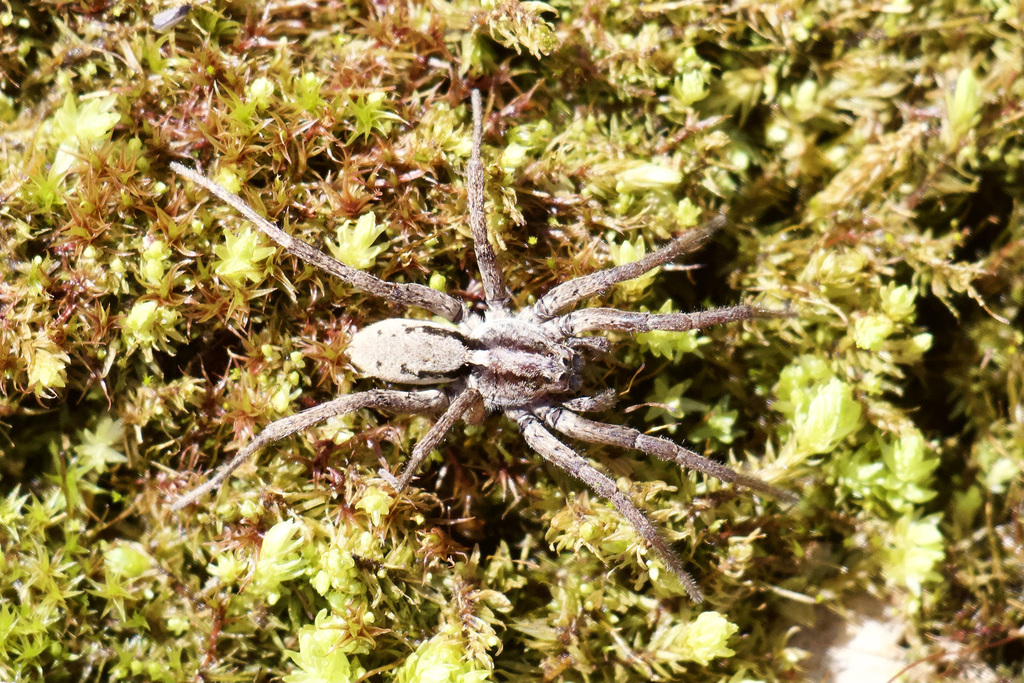 Drumming Sword Wolf Spider from Hastings County, ON, Canada on April 29 ...