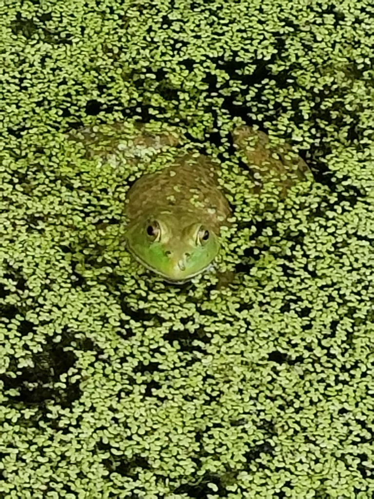 American Bullfrog from Westmoreland County, PA, USA on July 27, 2018 at ...