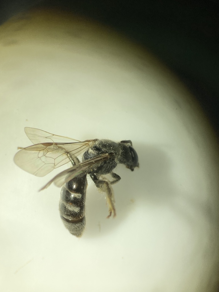 Lasioglossum from Miller Rd, Los Lunas, NM, US on April 29, 2022 at 04: ...