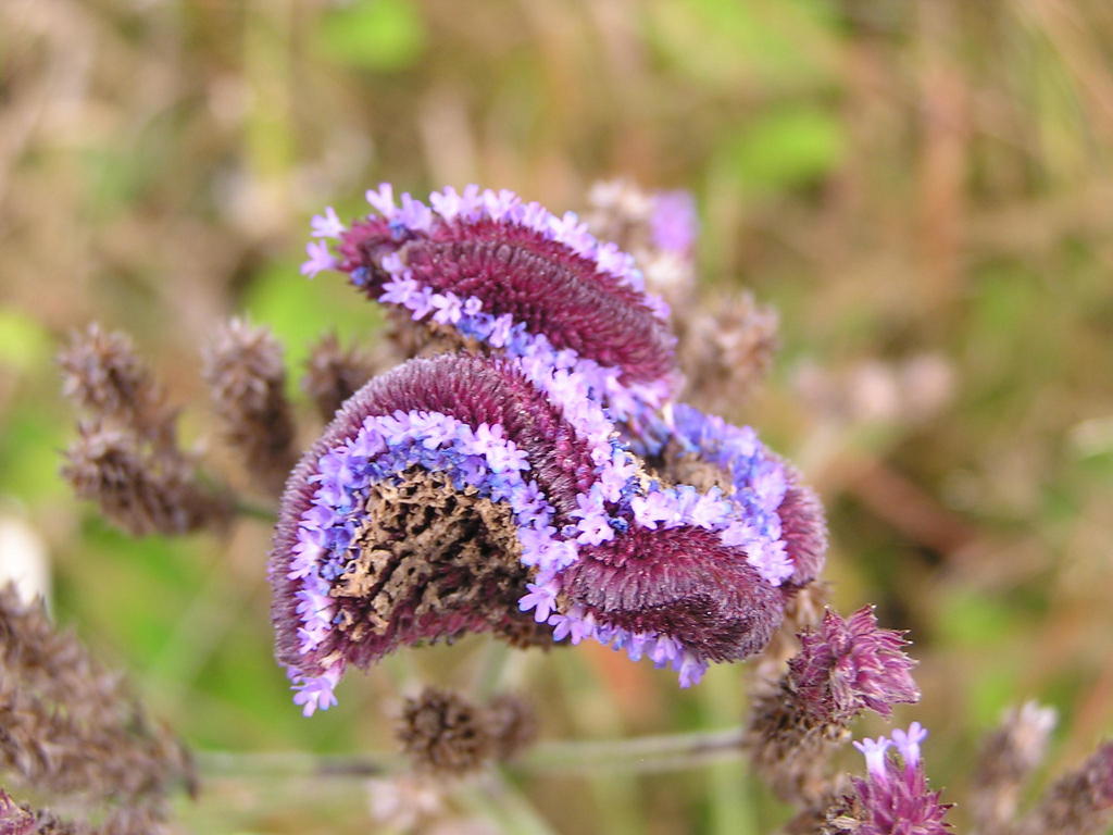 Vervain (Verbenaceae (Verbena or Vervain) of the Pacific Northwest ...