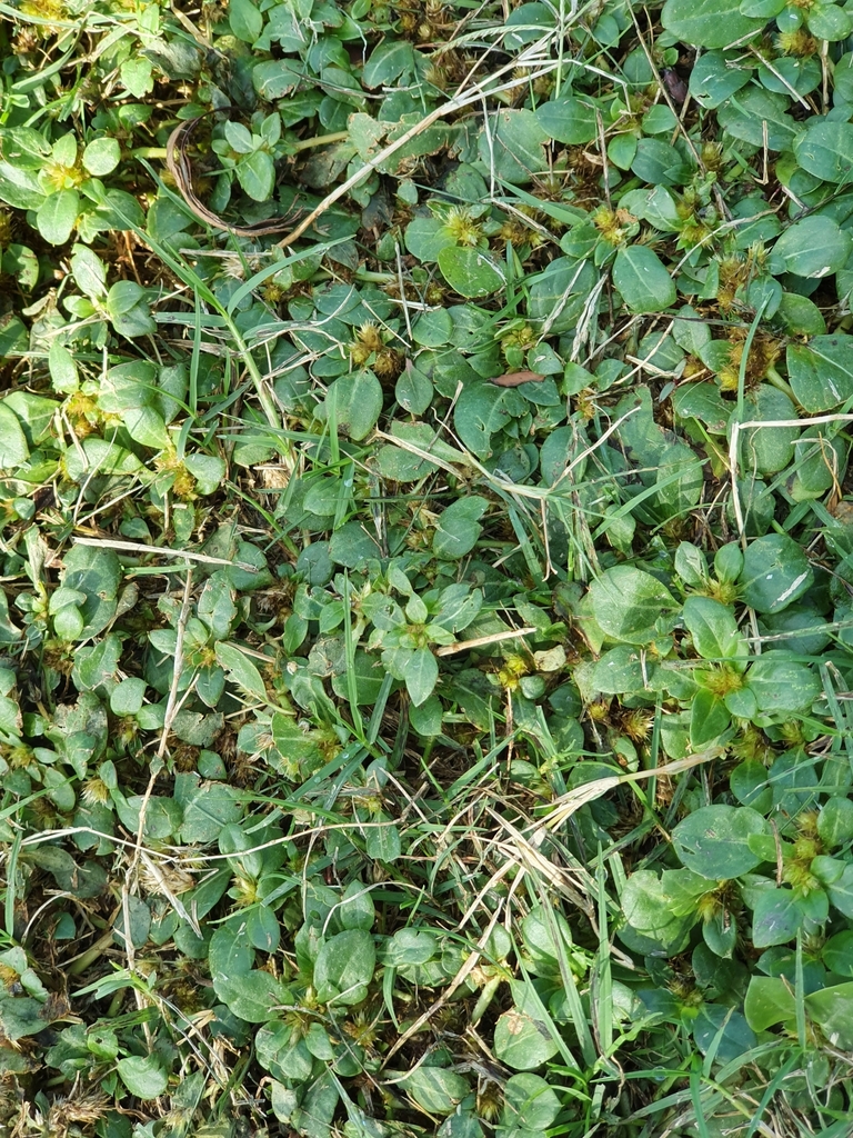 creeping chaffweed from Ascot, Ascot QLD 4007, Australia on April 30 ...