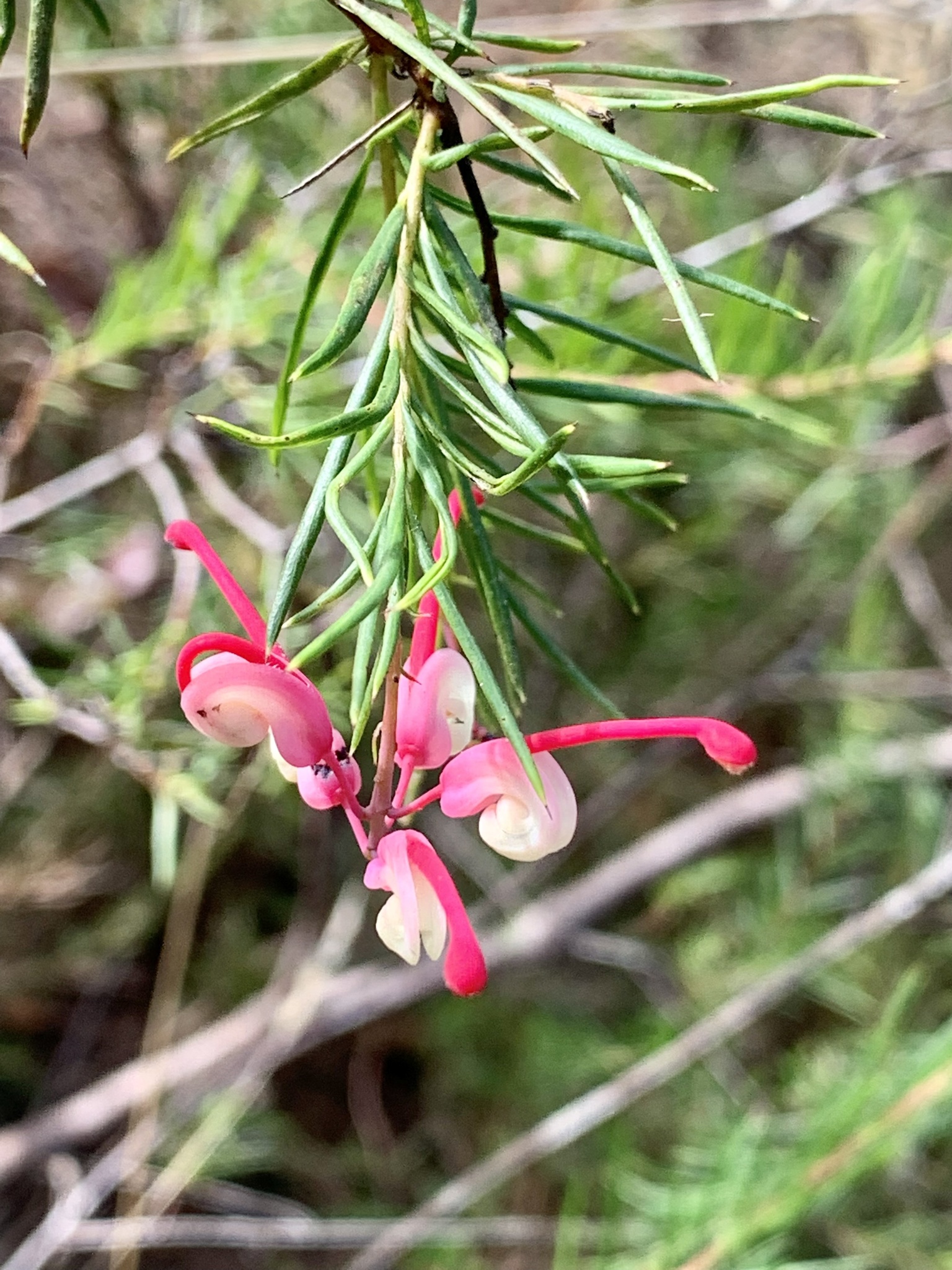 Grevillea rosmarinifolia A.Cunn.