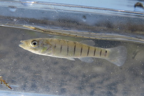Sardinilla narigona (Fundulus similis)